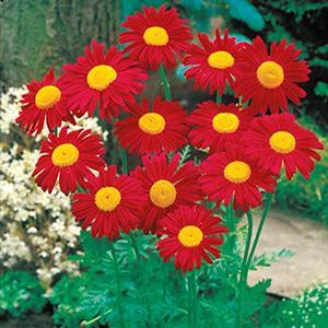 Pyrethrum tanacetum coccineum 'James Kelway Red' Painted Daisy from ...