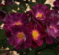 Rosa 'Stormy Weather' Climbing Rose from Moose Crossing Garden Center