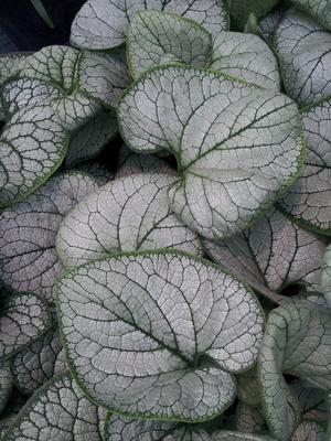 Brunnera macrophylla 'Silver Heart' Heartleaf Brunnera/Siberian Bugloss ...