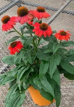 Echinacea purpurea 'Artisan Red Ombre' Coneflower from Moose Crossing ...
