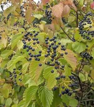 Viburnum dentatum Viburnum from Moose Crossing Garden Center