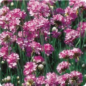 Armeria maritima 'Splendens' Sea Pink from Moose Crossing Garden Center