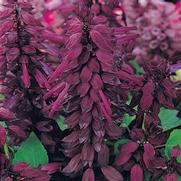 Salvia Splendens 'Vista Purple'